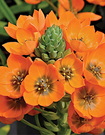 Mr Middleton Garden Shop Dublin